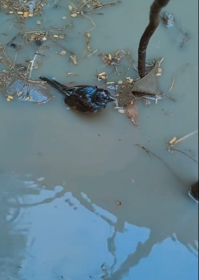 C1201004_rescue poor birds happy ending #rescuebird #birdsoftiktok # ...