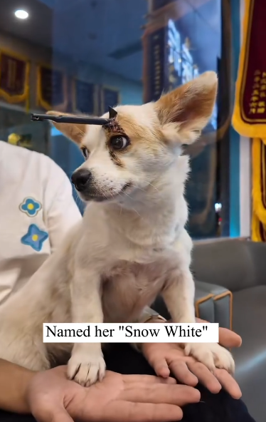 C1601008_found dog on road seriously injured by an arrow #rescue #ani ...